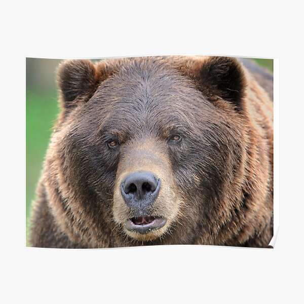 Póster « Lienzo de oso grizzly, oso grizzly, animal, animales, arte de ...