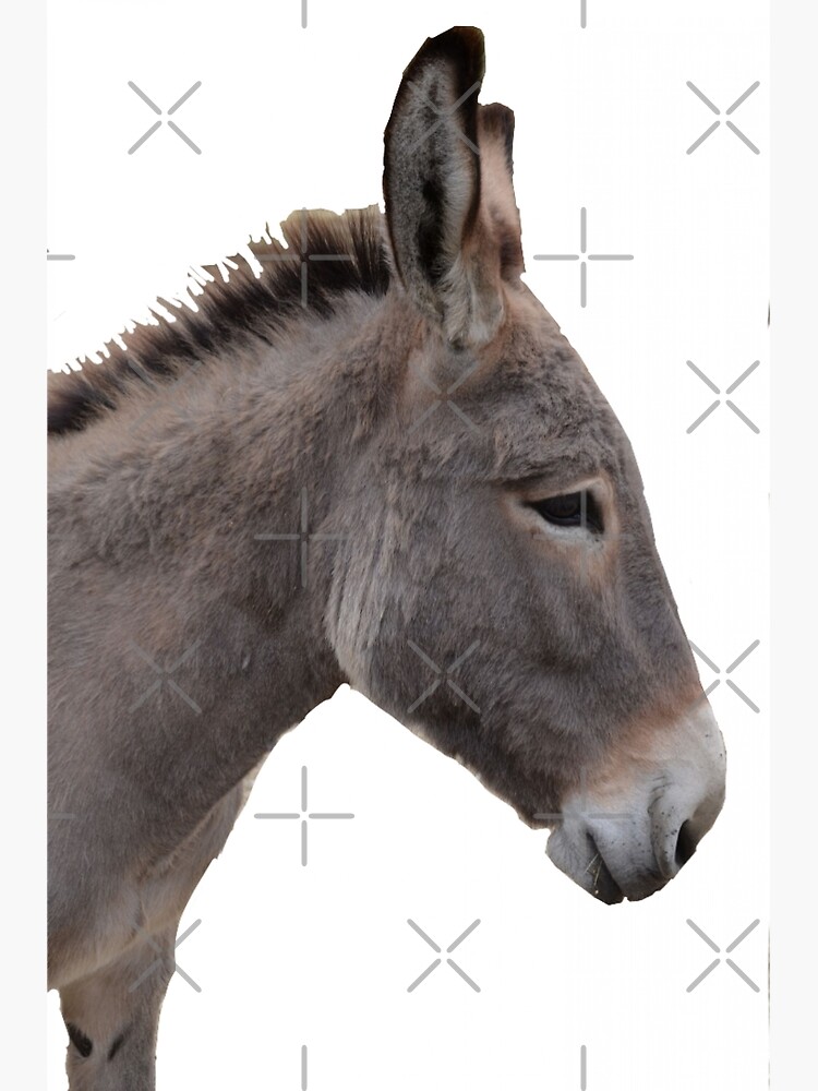 Póster «Cara de perfil de burro» de Right-M-E | Redbubble