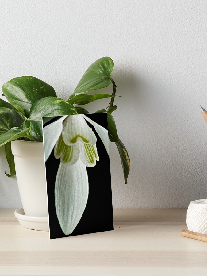 "Anatomy of a Snowdrop" Art Board Print for Sale by John Dewar | Redbubble