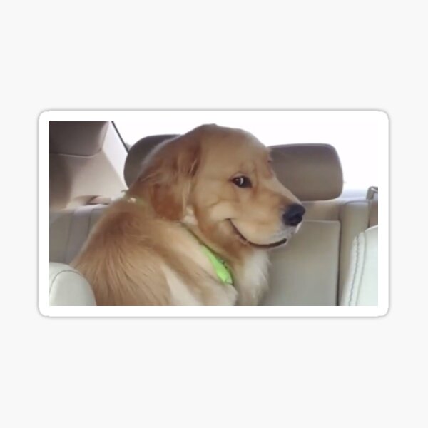 "Evil Smiling Dog in Car Reddit Meme" Sticker by arowebeats | Redbubble
