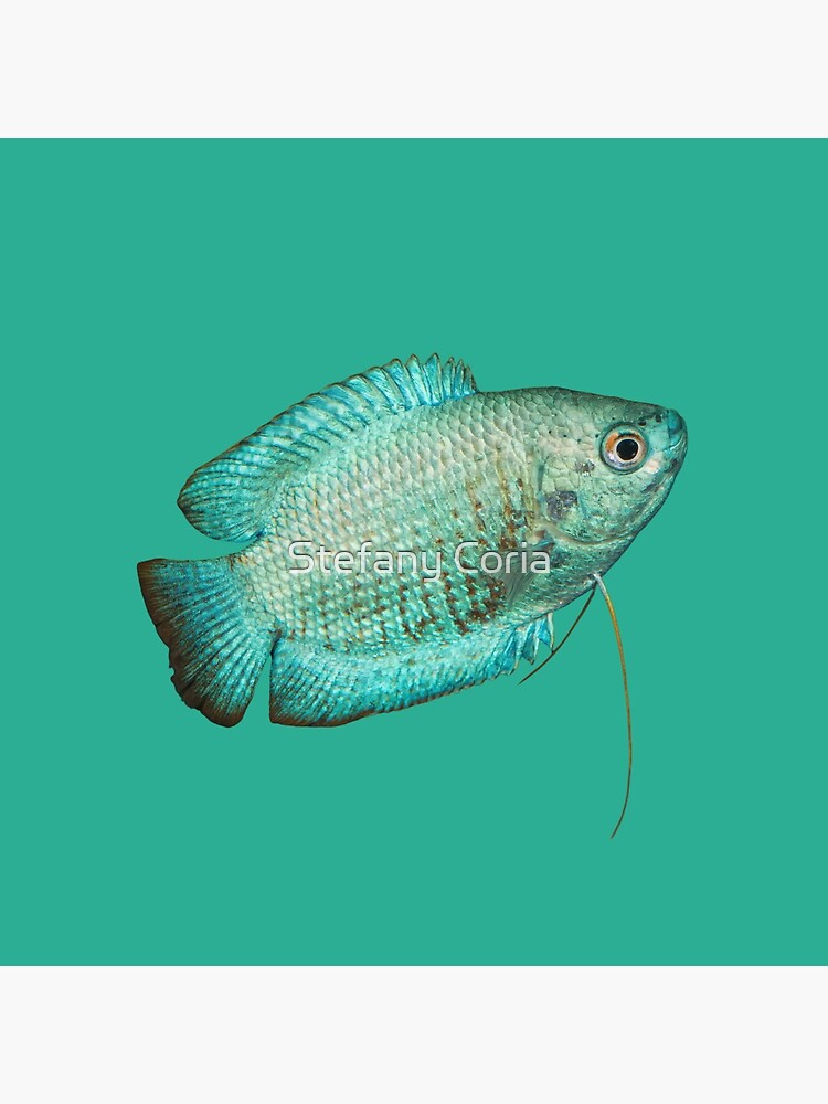 "Powder Blue Gourami Fish" Poster for Sale by SMCHR | Redbubble