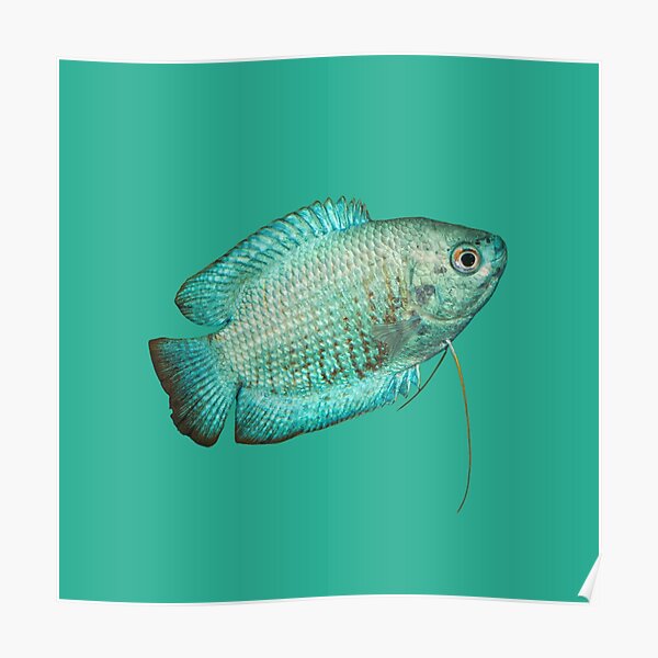"Powder Blue Gourami Fish" Poster for Sale by SMCHR | Redbubble