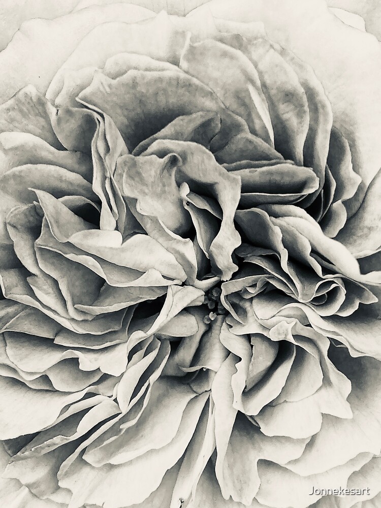 " English tea rose in soft gray shades." Sticker for Sale by ...