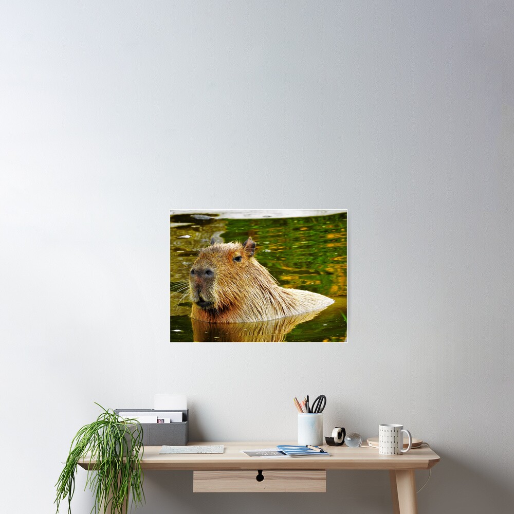 "Capybara" Poster for Sale by StudioCorvid | Redbubble