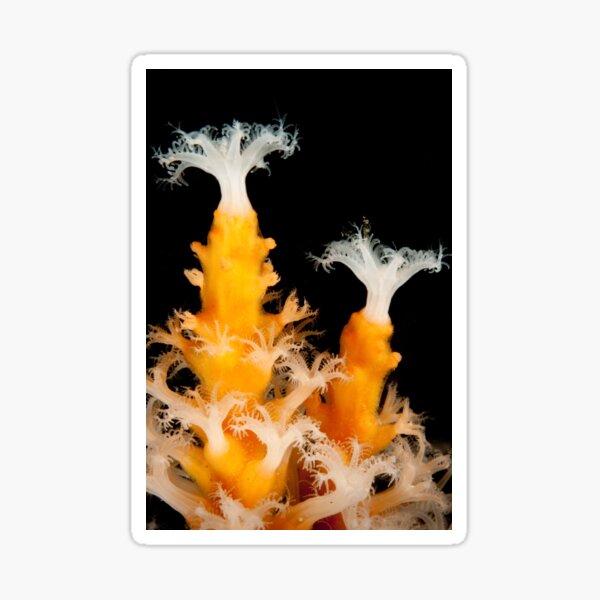 "Soft coral polyps, Port Hacking, Sydney" Sticker for Sale by eschlogl ...