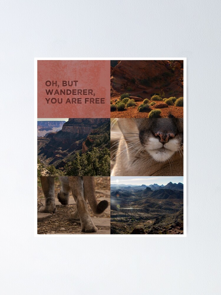 "Mountain Lion Wanderer - Mood Board" Poster for Sale by kbkiwiart ...