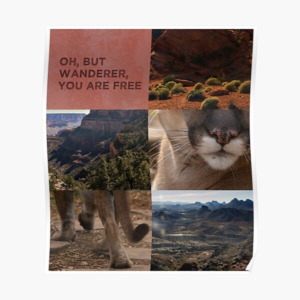 "Mountain Lion Wanderer - Mood Board" Poster for Sale by kbkiwiart ...