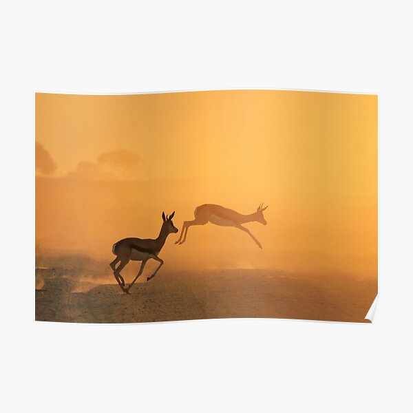 "Springbok - African Wildlife Background - Beautiful Motion" Poster for ...
