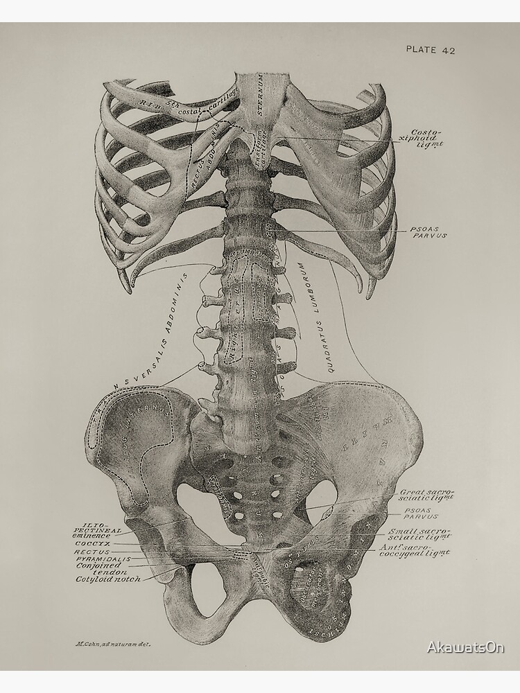 "Vintage 1800s Anatomy Poster Ribcage Skeleton" Art Print for Sale by ...