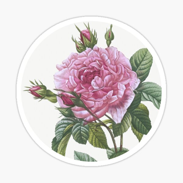 "Painted pink roses round stickers" Sticker for Sale by wavethreat ...