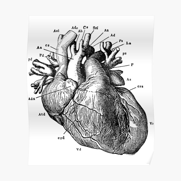 "Vintage heart anatomy" Poster for Sale by KindTee | Redbubble