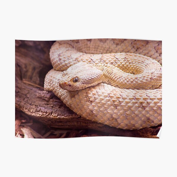"Western Rattlesnake" Poster for Sale by BGSPhoto | Redbubble