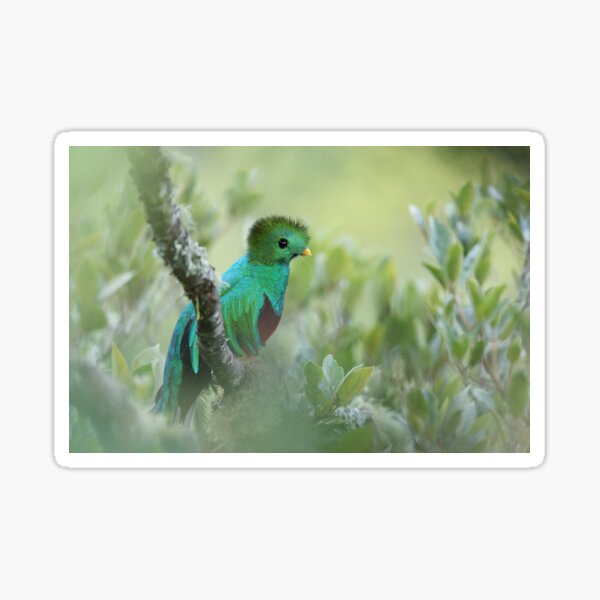 "Resplendent Quetzal" Sticker for Sale by mlorenz | Redbubble