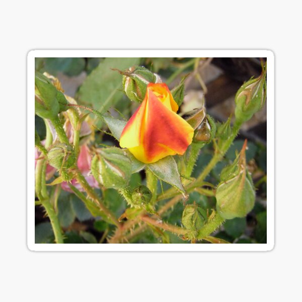"Rose buds" Sticker by Shulie1 | Redbubble