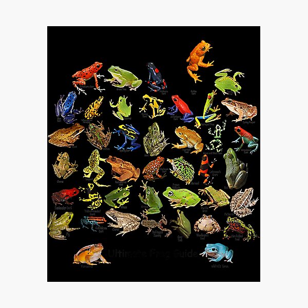 Lámina fotográfica «Guía definitiva de ranas Amante de las ranas ...