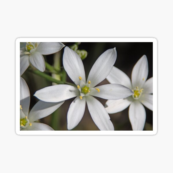 "White flowers" Sticker for Sale by steffik | Redbubble