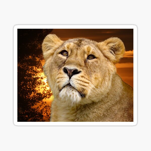 "A Wonderful Sunset and a Gorgeous Lioness" Sticker for Sale by ...