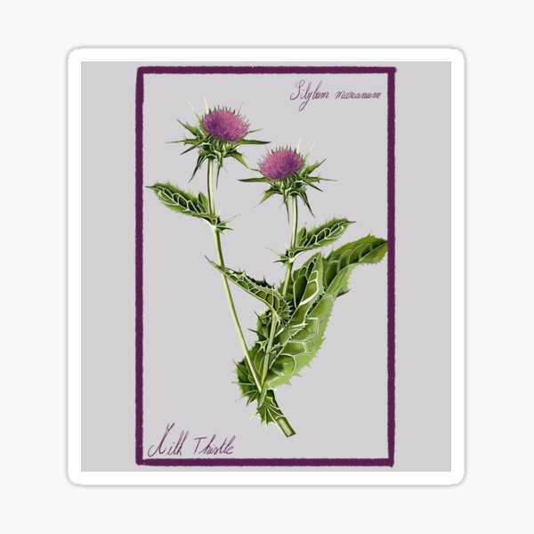 "Milk thistle" Sticker for Sale by enami | Redbubble