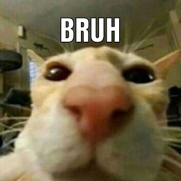 "bruh cat meme" Greeting Card for Sale by gubbleberry | Redbubble