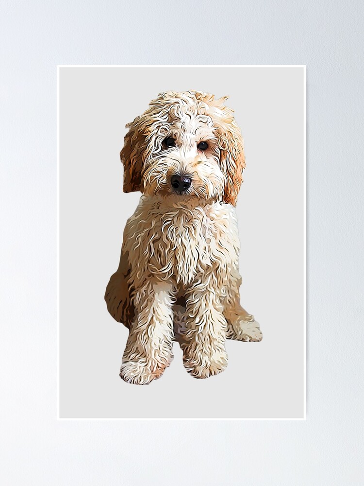 "Labradoodle Cute Puppy Dog" Poster by Elarex | Redbubble