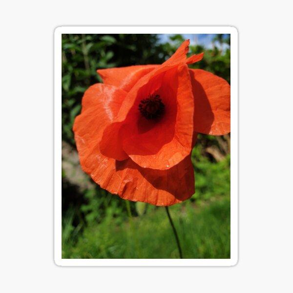 "Poppy" Sticker for Sale by Megan-Alice | Redbubble