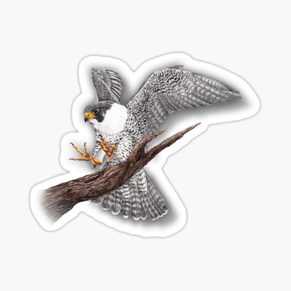 "Peregrine Falcon Watercolor" Sticker by just-art | Redbubble