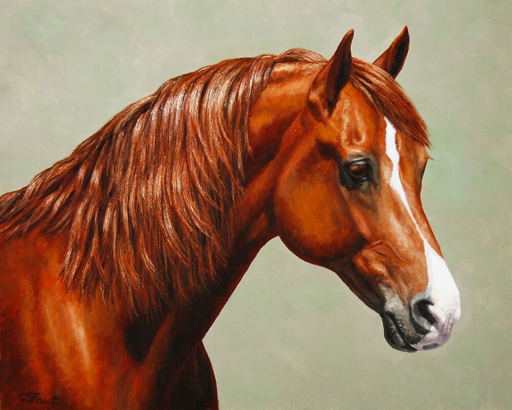 "Chestnut Morgan Horse" by csforest | Redbubble