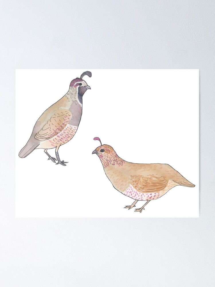 "California Quail bird species art" Poster for Sale by TheWaterBirds ...