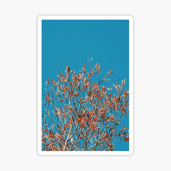 "Revival of C1" Sticker for Sale by tessiaphoto | Redbubble