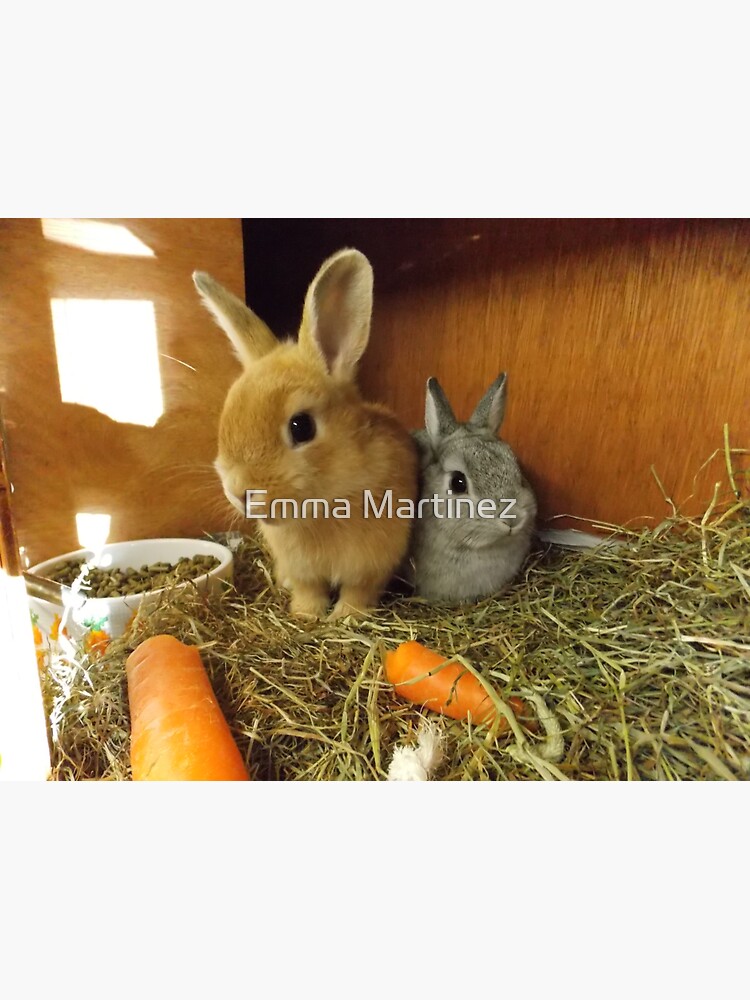 "Netherland Dwarf Baby Rabbits" Sticker for Sale by pepsirat | Redbubble