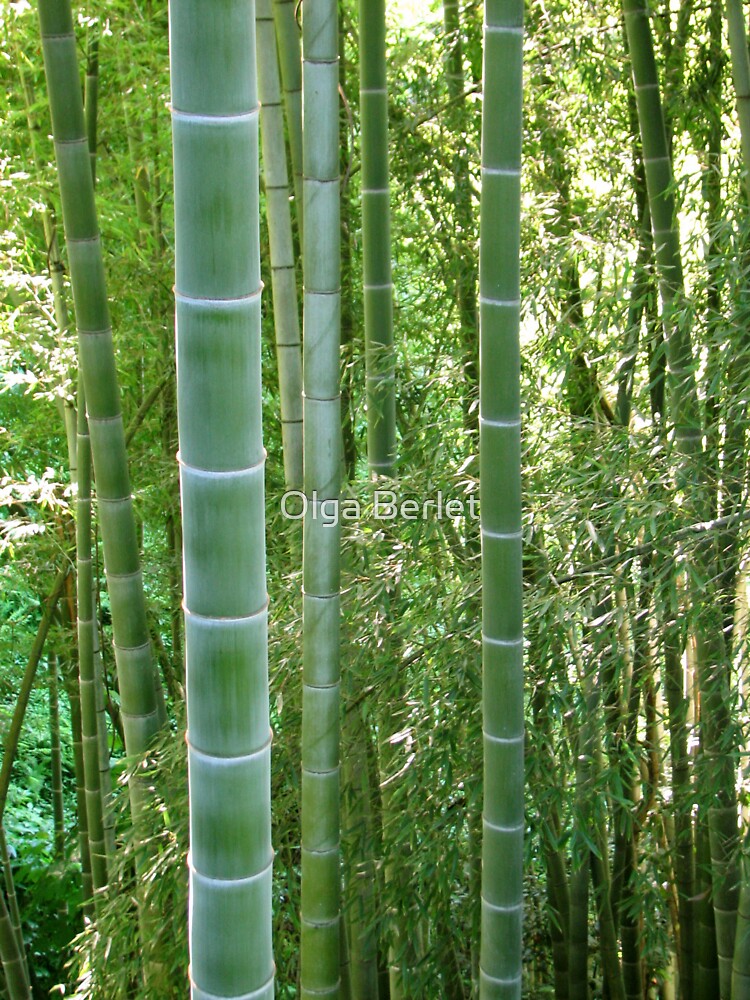 Pegatina «Bosque de bambú, fondo verde natural del bosque de bambú ...