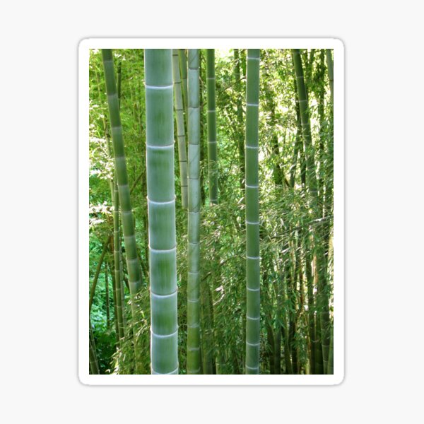 Pegatina «Bosque de bambú, fondo verde natural del bosque de bambú ...