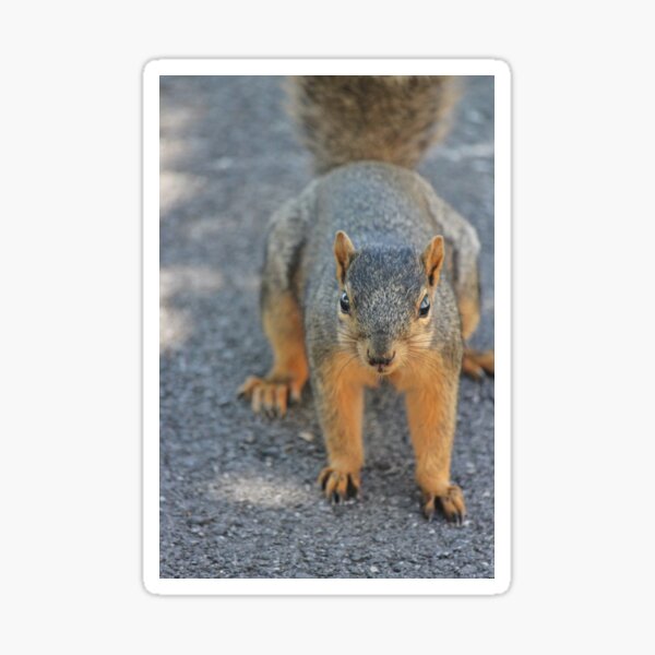"Friendly Squirrel Says Hello" Sticker for Sale by TheSplitWindow ...