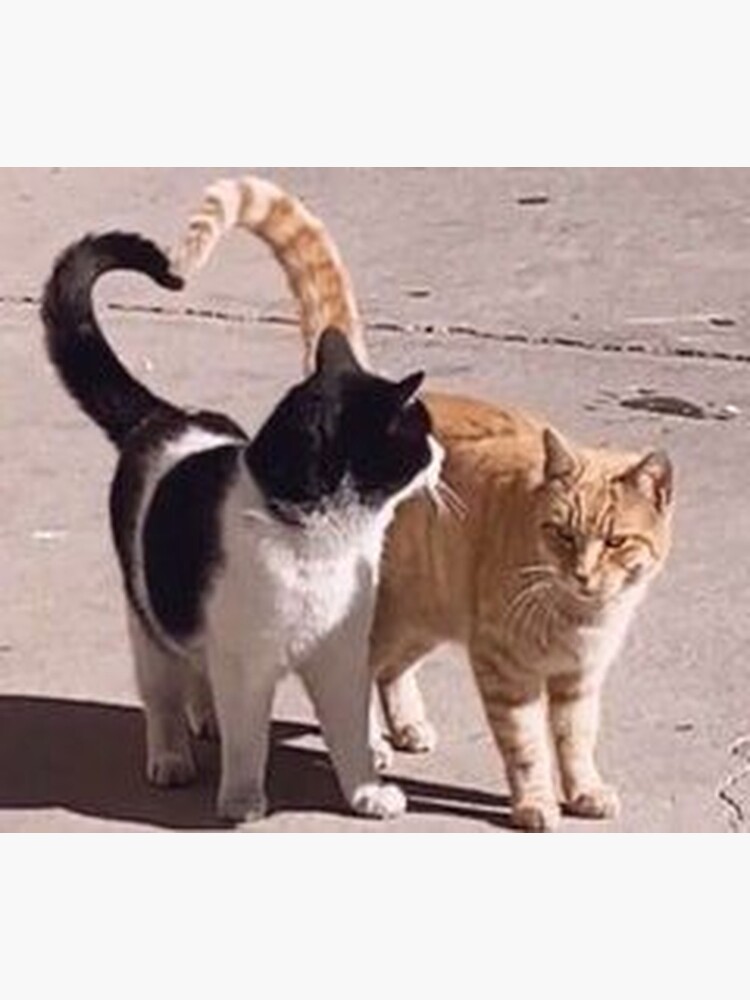 "y2k cats" Sticker by sabrinamerg | Redbubble