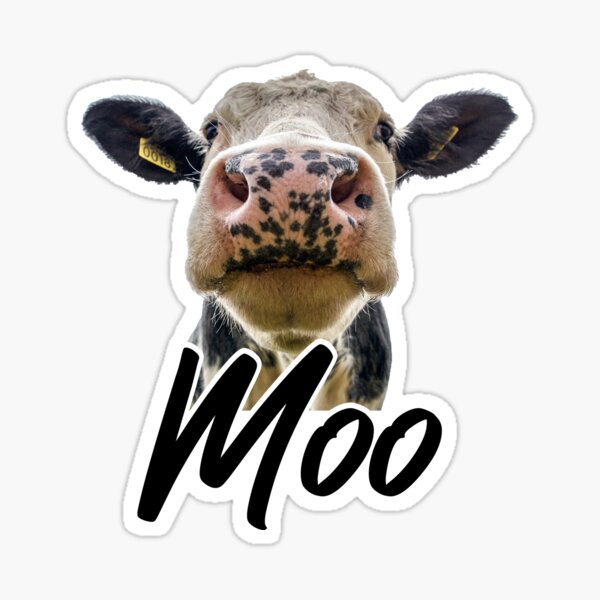" Funny Moo Cow Dairy Cow Appreciation. Saying " Moo!!"" Sticker for ...