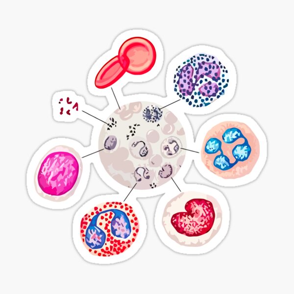 "Blood cells. RBCs. WBCs, Basophil, Platelet, thrombocyte, Neutrophil ...