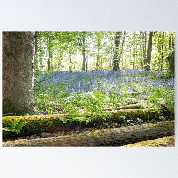 "Bluebells at Lytham Hall" Poster for Sale by Mark Liebenberg | Redbubble