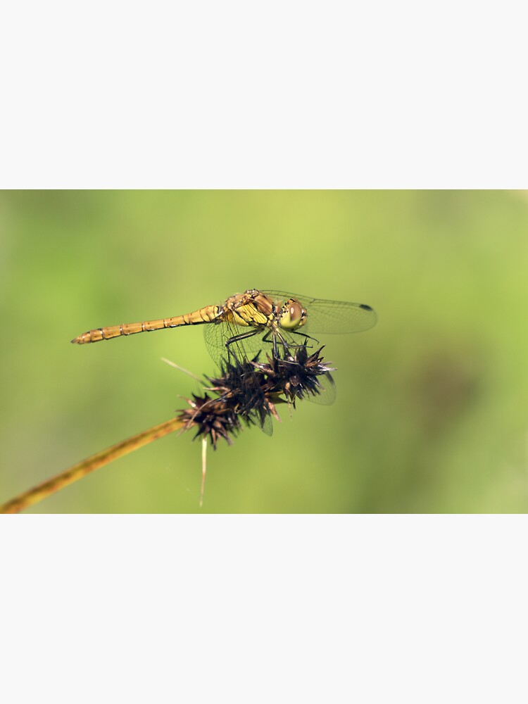 "Common Darter (Sympetrum striatum) - Rixton Clay Pits" Sticker for ...