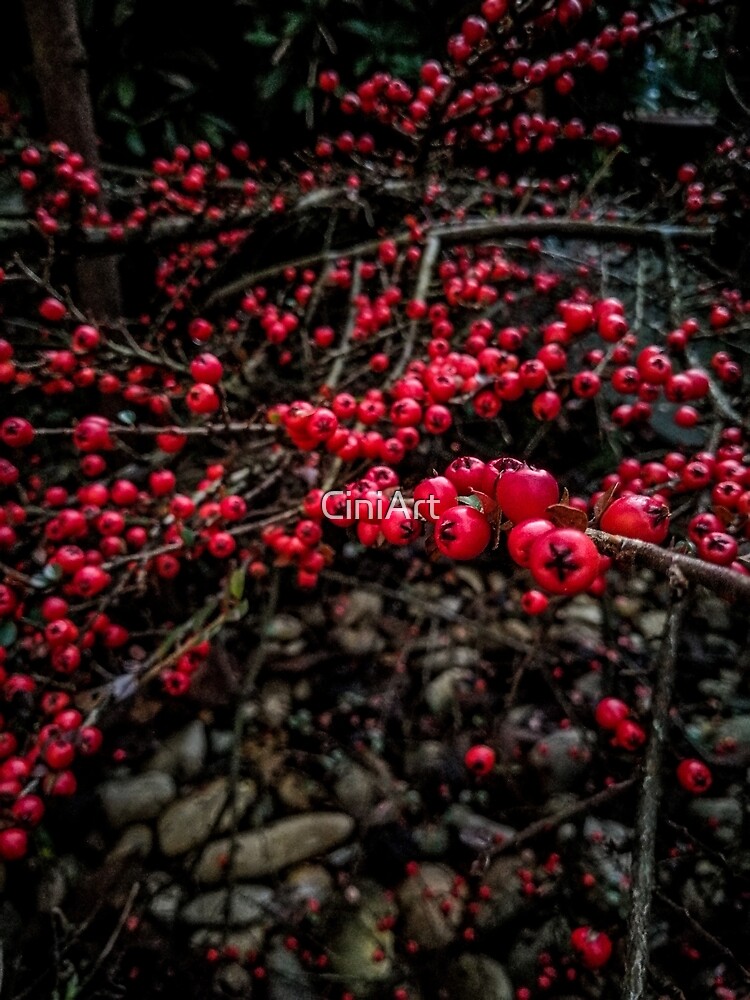 "Winterberry nature themed close up photo with dark background and ...
