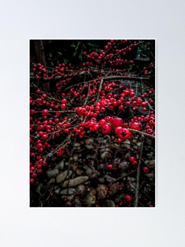 "Winterberry nature themed close up photo with dark background and ...