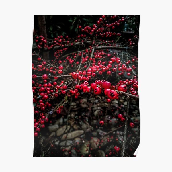 "Winterberry nature themed close up photo with dark background and ...
