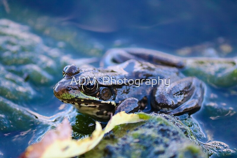 "Frog in Water" by ADM Photography | Redbubble
