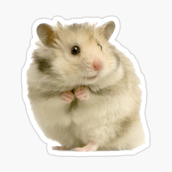 Scared Hamster Stickers | Redbubble