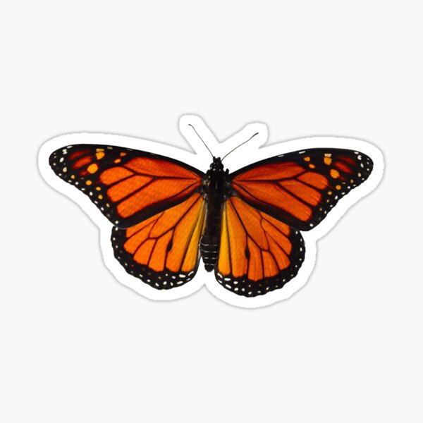 "an orange butterfly " Sticker for Sale by khangoeva | Redbubble