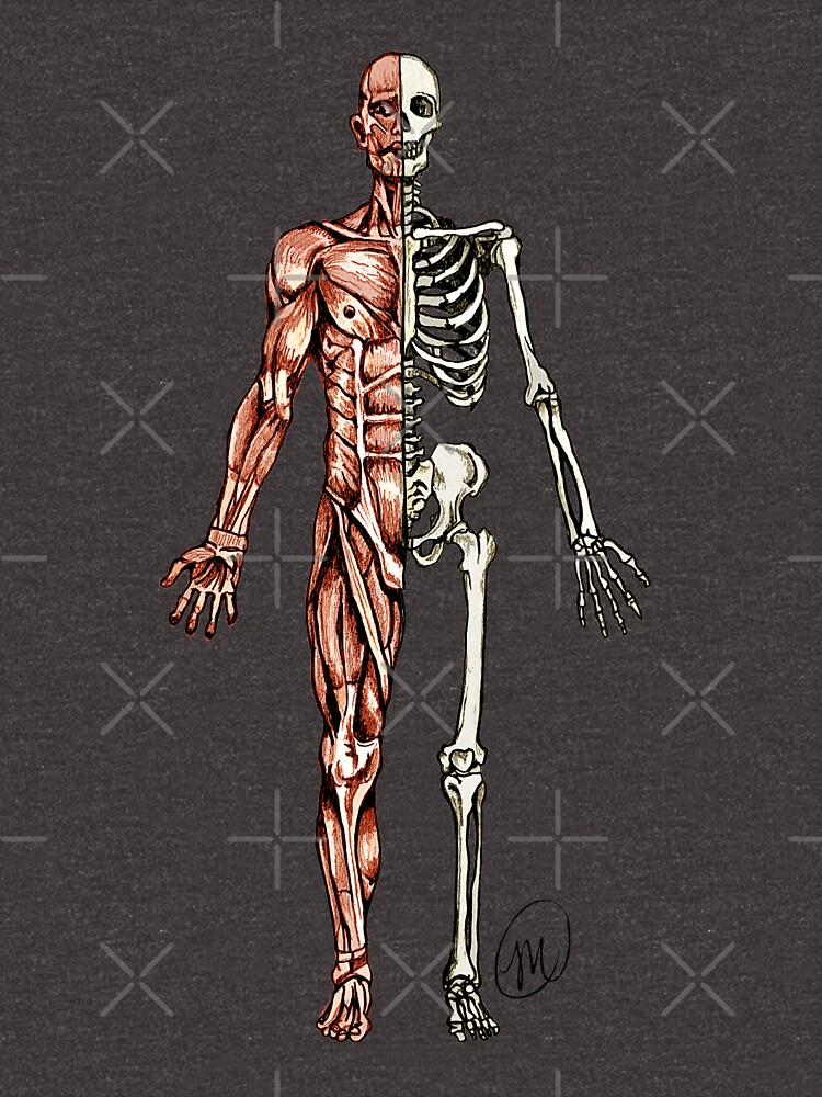Half Skeleton Half Muscle Hoodie at Linda Siddiqui blog