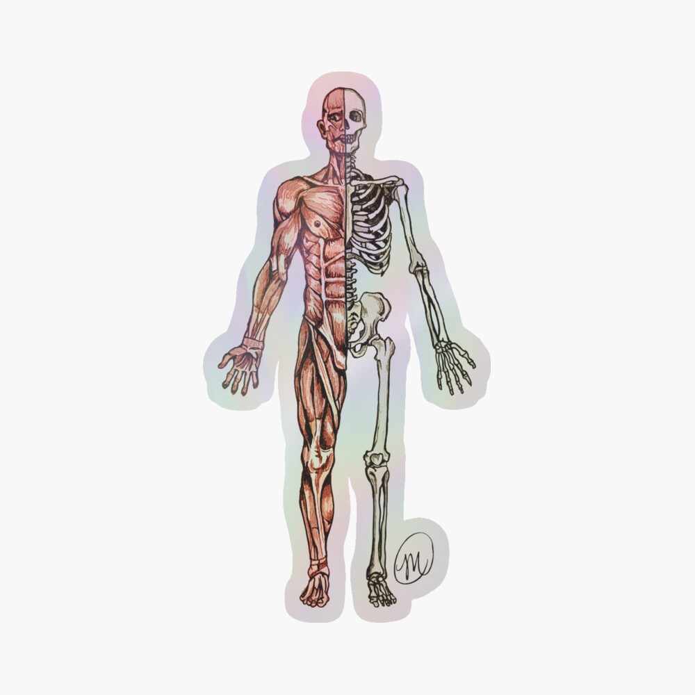 Anatomy Half Muscle Half Skeleton Cardboard Standup Anatomy Drawing