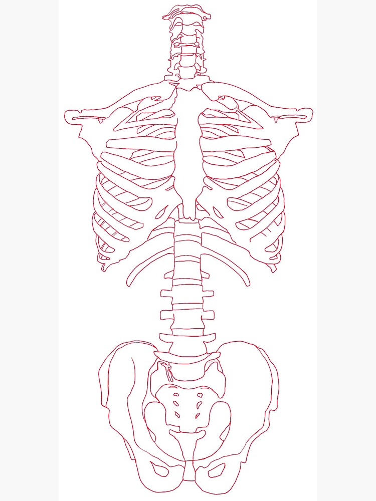 "Skeleton Torso" Sticker for Sale by anatomynflowers | Redbubble