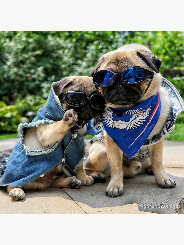 "BadAss High Five Pugs" Poster by IgorandZombie | Redbubble