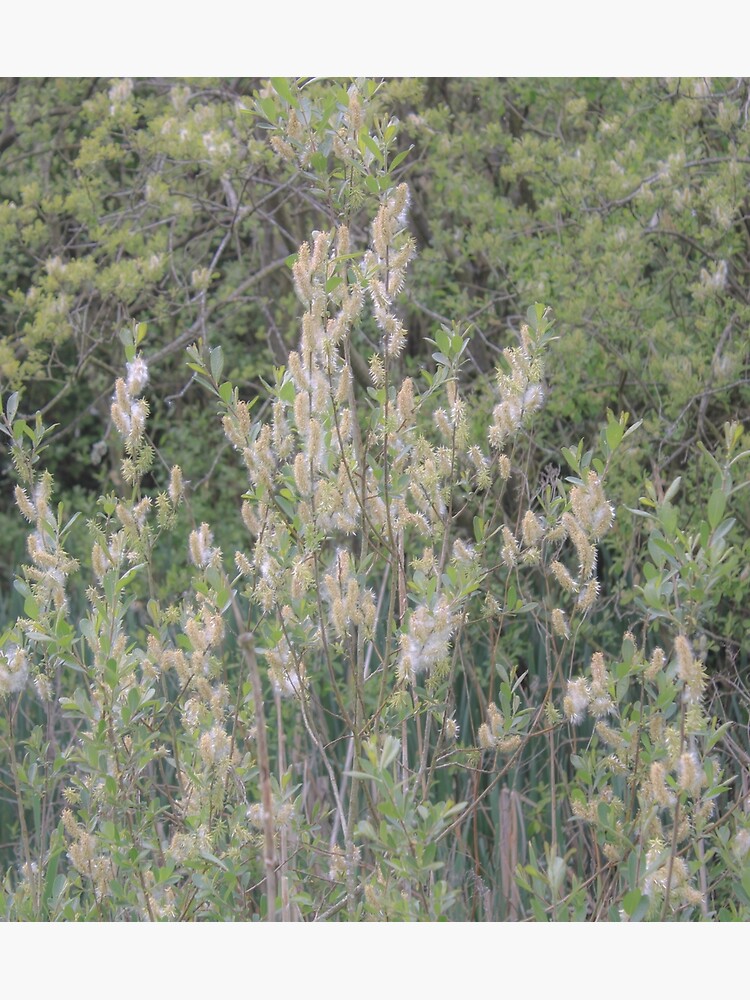 "Spring flower canopy" Poster for Sale by teej-designs | Redbubble