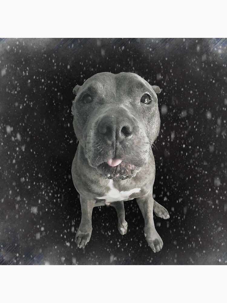 "Super Silly Blue Rescue Brindle Pitty/Staffy Goofy Gaia Girl" Sticker ...